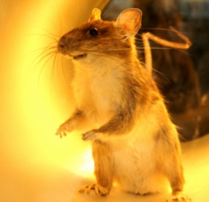 Roboter-Ratte erforscht senkrechte Rohre